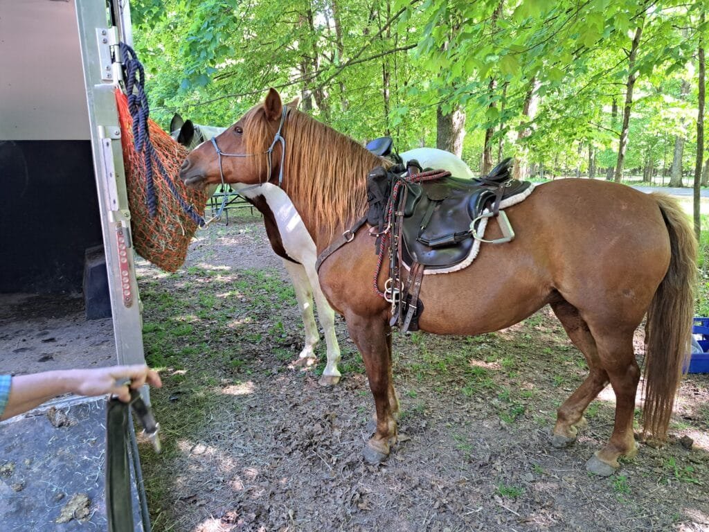 Perform a Safety Check on Your Saddle - One Saddle-Many Horses-Comfort ...